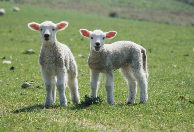 Small Ruminants - Mountain View Veterinary Services